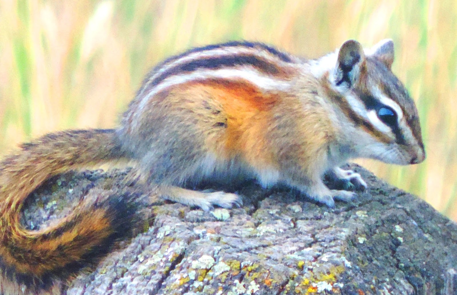 Ziska's: chippie chippie chippie