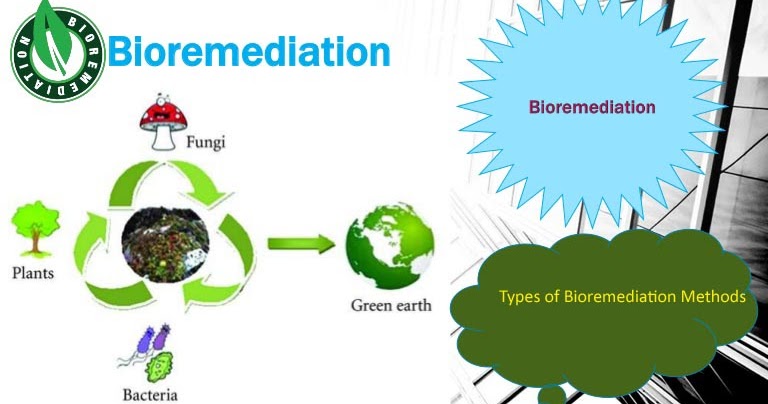 Bioremediation: Definition, Methods, Applications, Advantages and ...