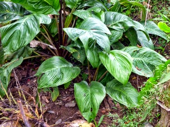 Black Bat Flower - Yaka Mal | SL Flora