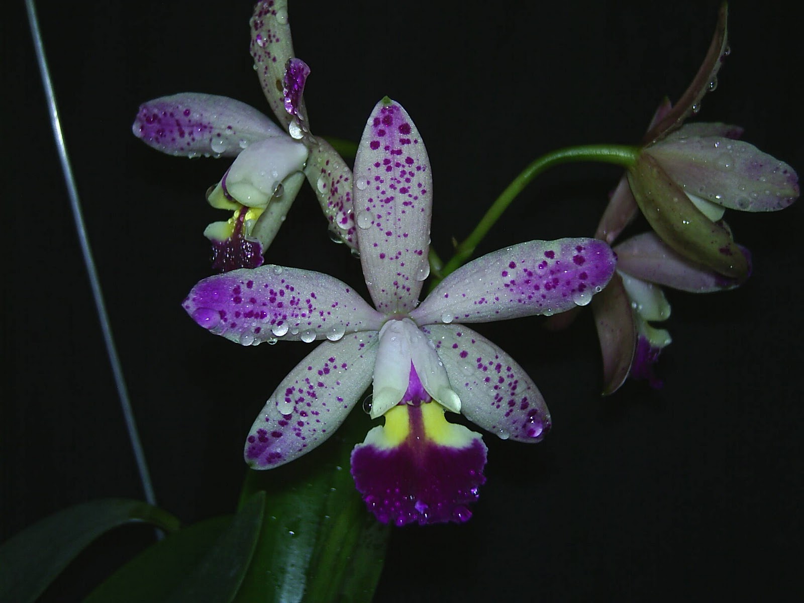 Orquideas: LC. TROPICAL POINTER CHEETAH