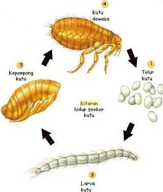 Tahukah Anda Tentang Kitaran Kutu Sengkenik (Tick)? | Zul & Azizi ...