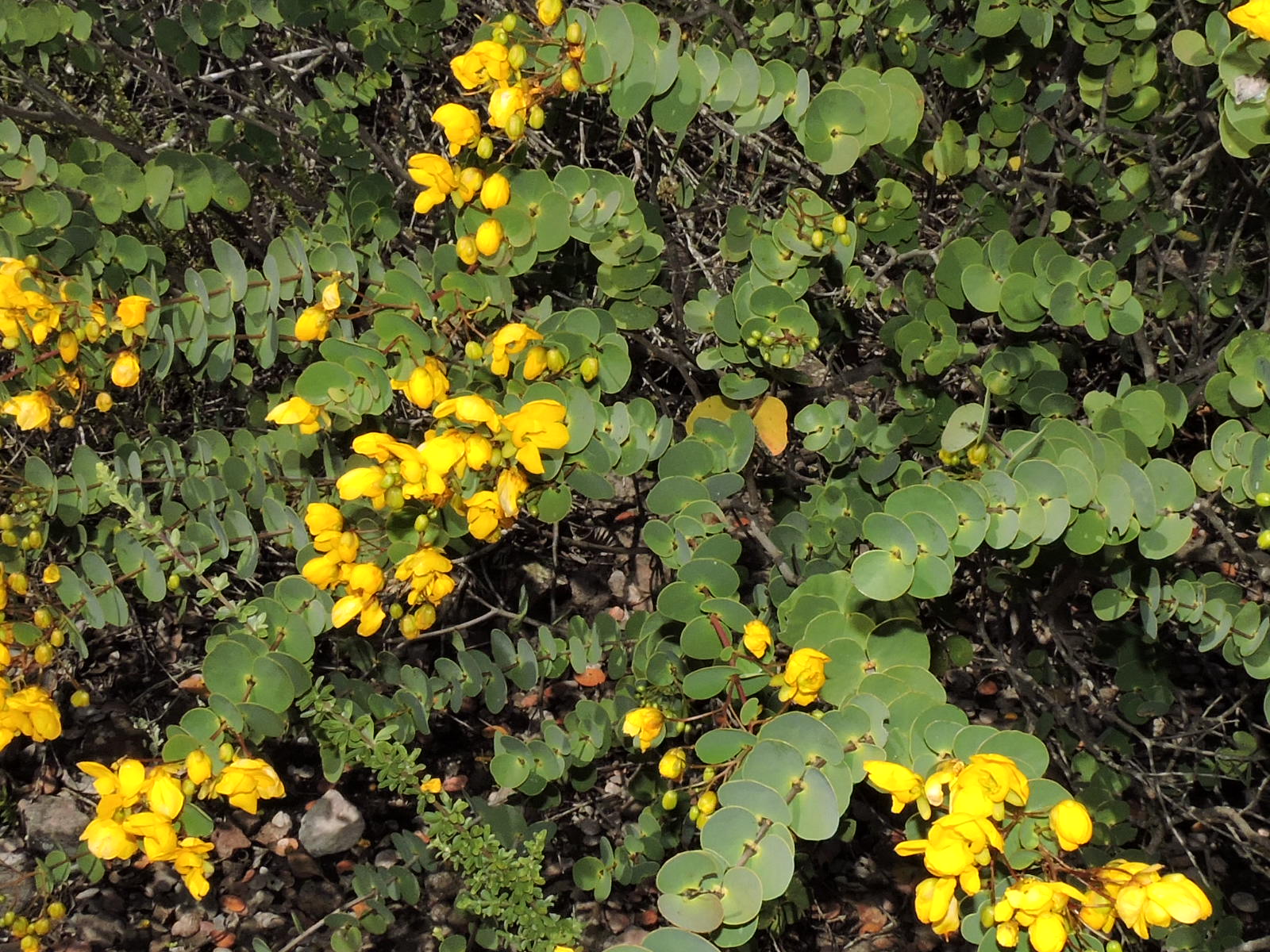 The Flowering plants - Leguminosae - Fabaceae: Caesalpinioideae