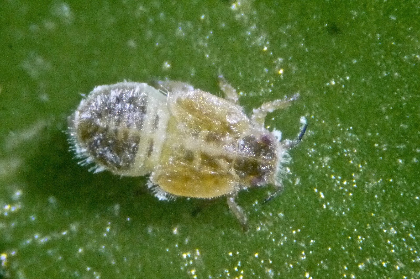 Northwest Norfolk Naturalists: A festive gall