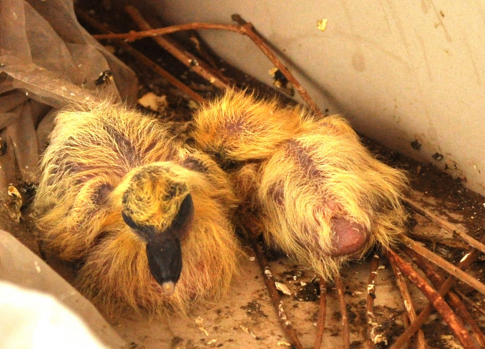 Cute Squabs (young Rock-pigeon) in my Balcony…