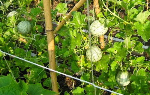 Daphne's Dandelions: A Very Dilly Day