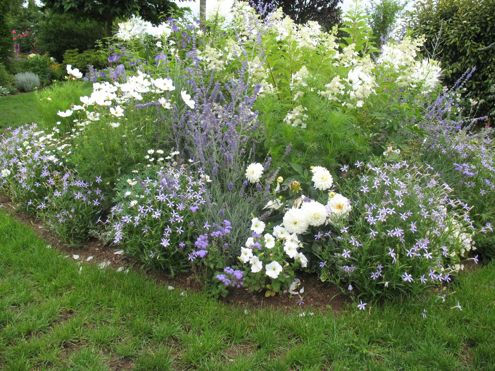 Roses du jardin Chêneland: Laurentia
