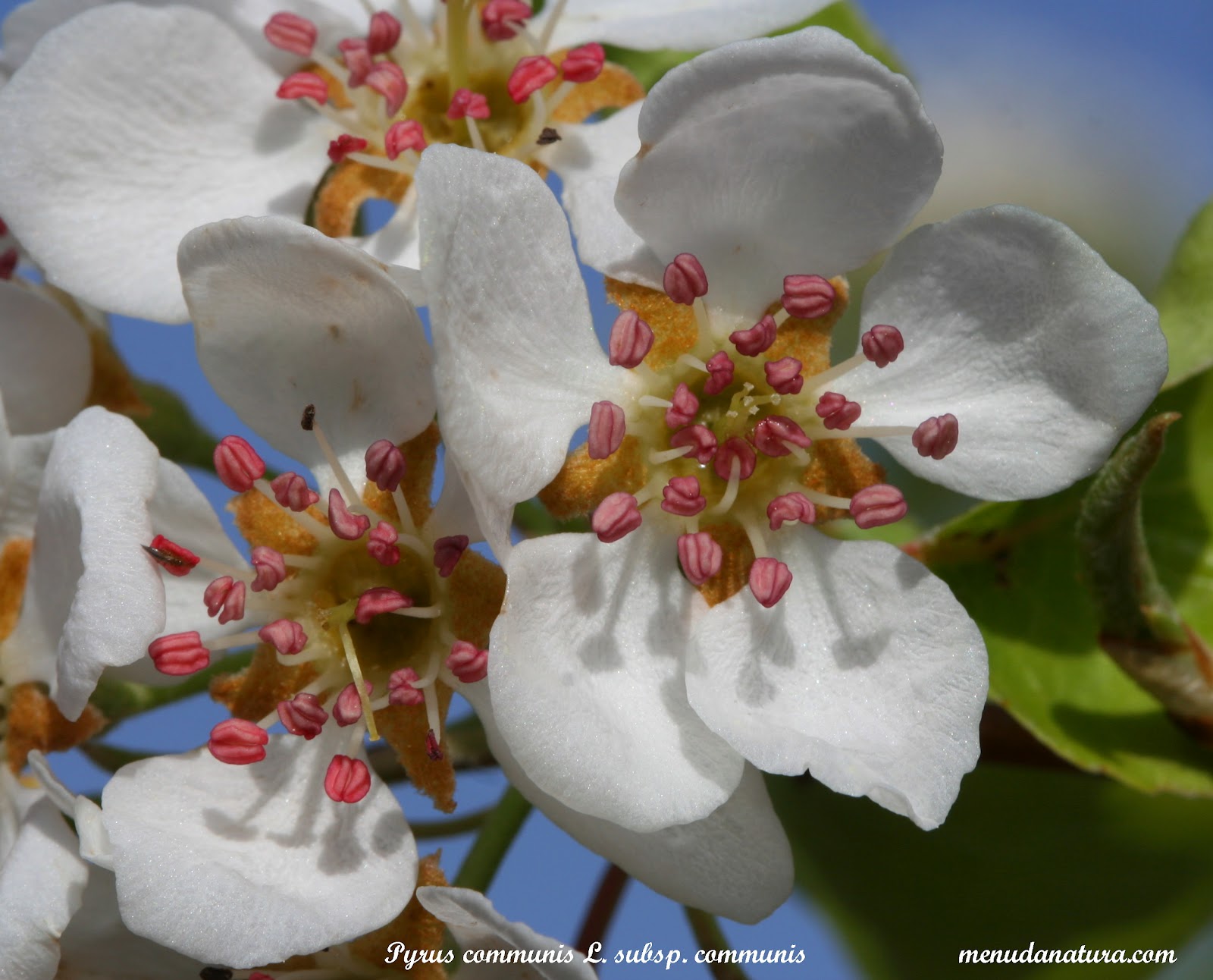 Menuda Natura: Pyrus communis L. subsp. communis