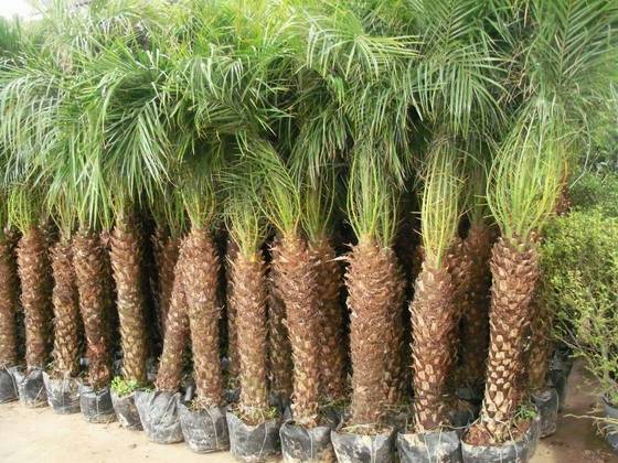 Jual Pohon Palem Phoenix Murah | Palem Minimalis | Pohon Palem Phoenix ...