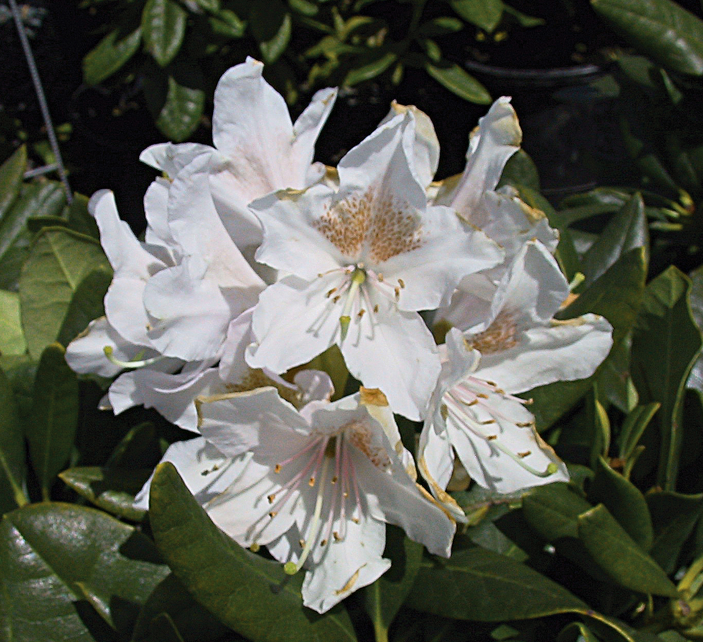 Valley View Nursery Blog: Beautiful Blooming Rhododendrons AKA Eye Candy!!