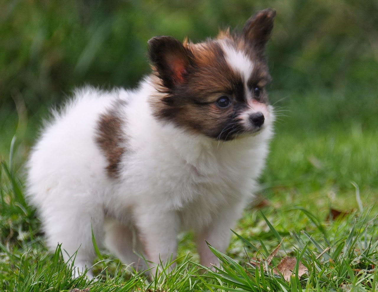 Road's End Papillons : 7.5 Weeks old Papillon Puppies
