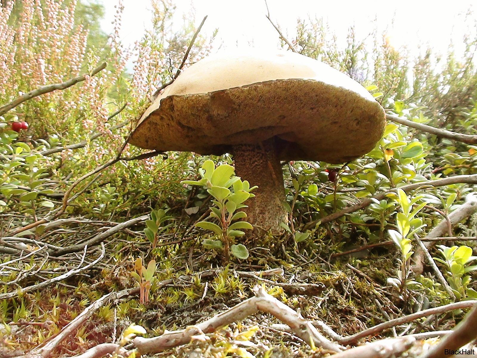 Rudens #1 - PhotoBlogSite