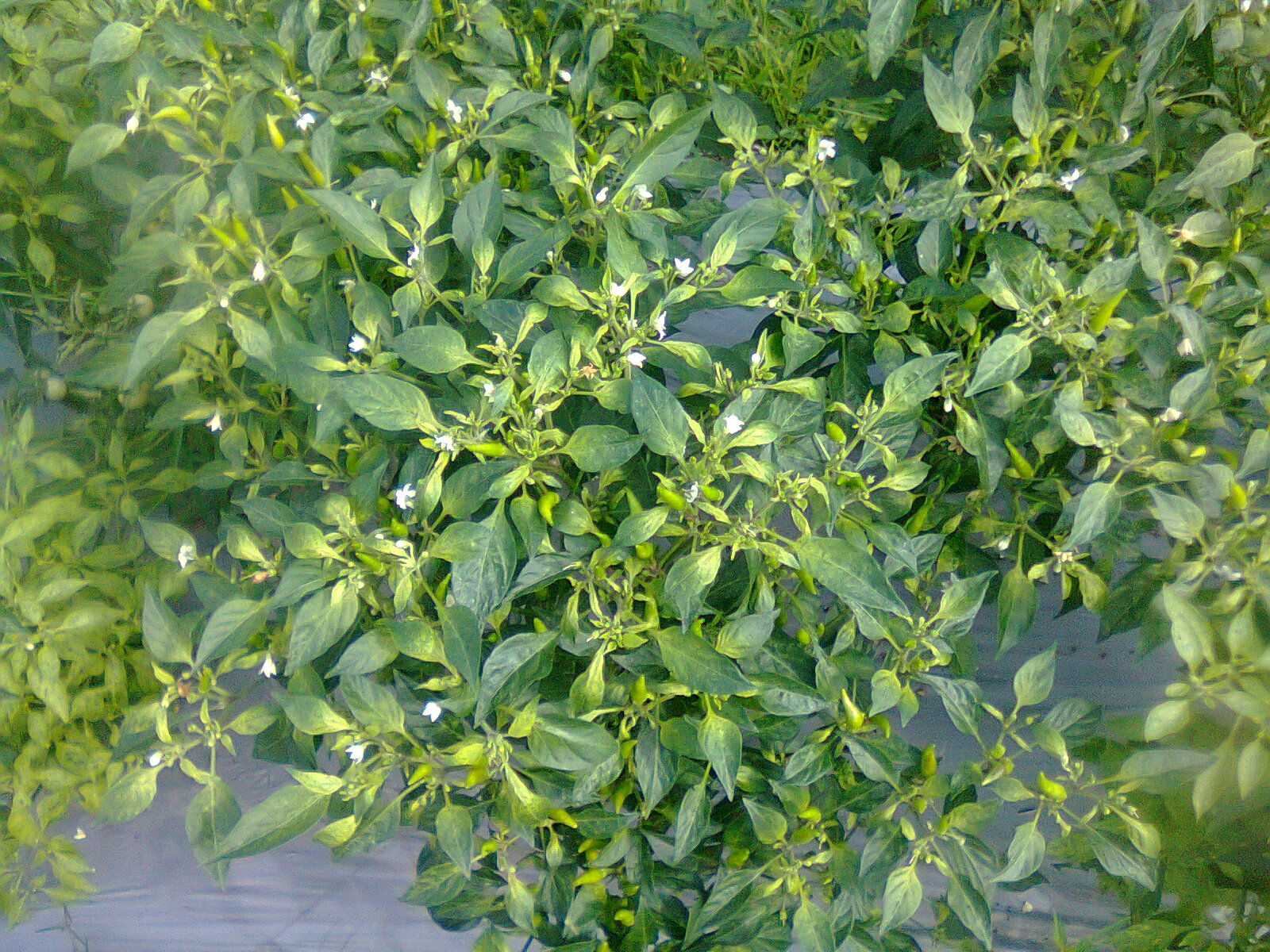 35 Benih Cabe Yang Tahan Terhadap Penyakit, Hama dan Kekeringan - Guru ...