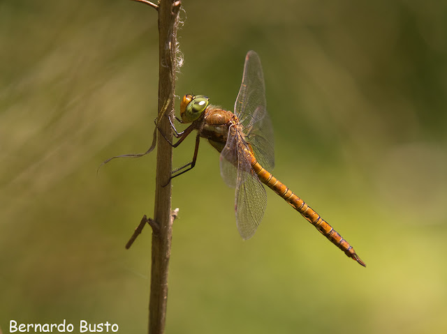 RÍA DE LA VILLA: junio 2011