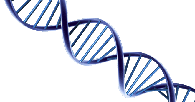 DNA पर Negative charge क्यों होता है ? Why is DNA negatively charged