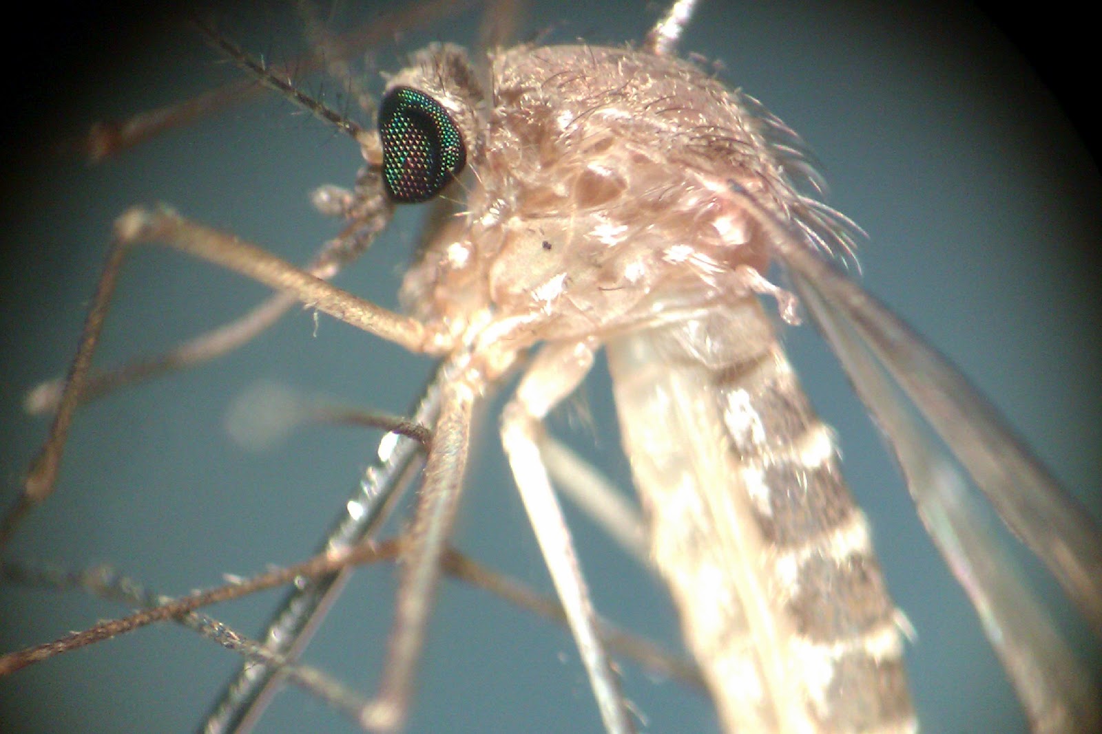 MEDICAL ENTOMOLOGY: Identification of Culex sp. (Adult)