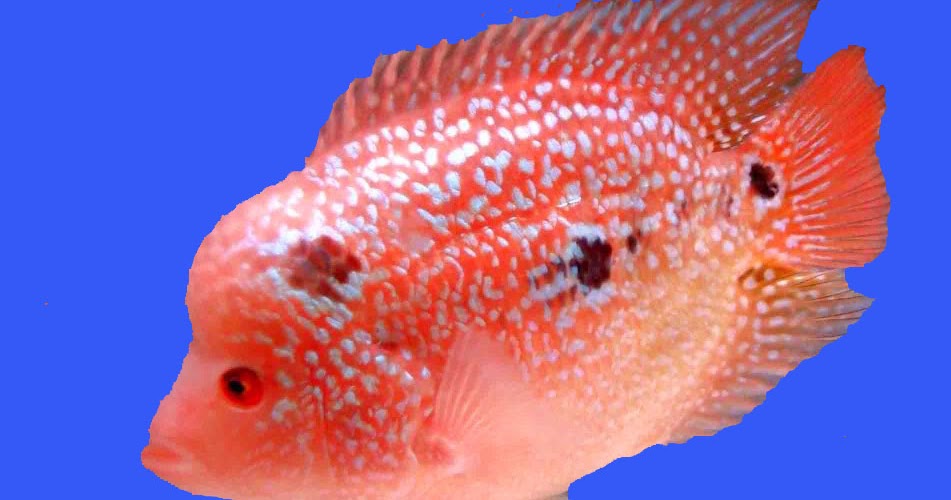 Anatomi Ikan Lou Han - Jenis Tanaman Hidroponik