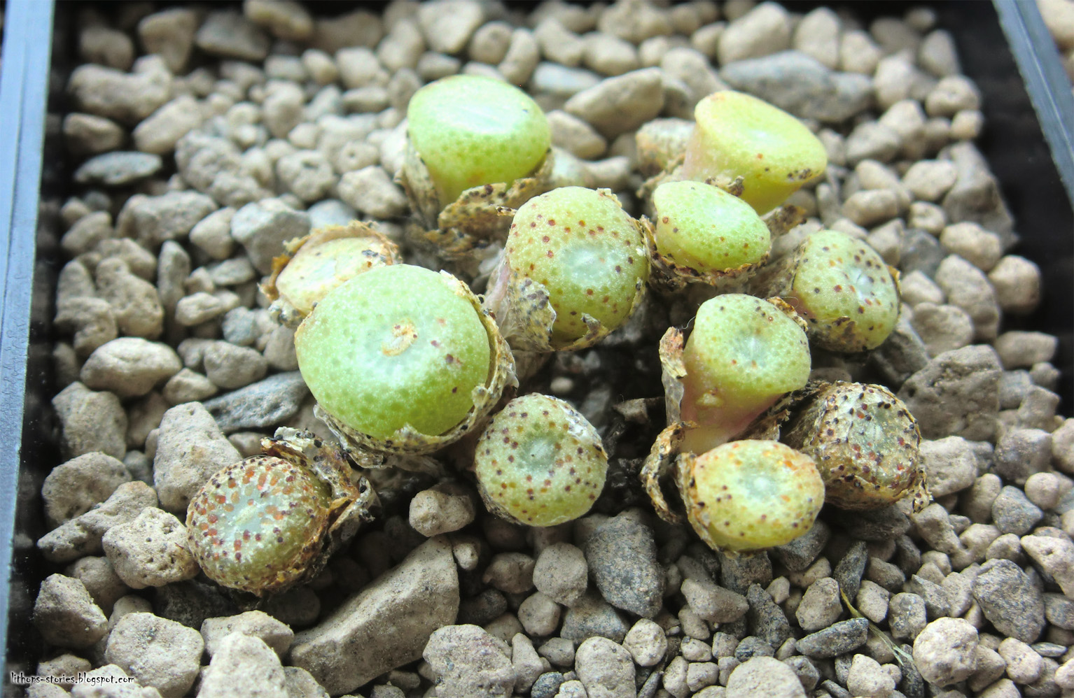 Lithops Stories: Spring update on Conophytums - part 2 (14 pics)