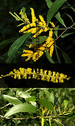 Biodiversity of Sri Lanka: Earpod wattle (Acacia auriculiformis)
