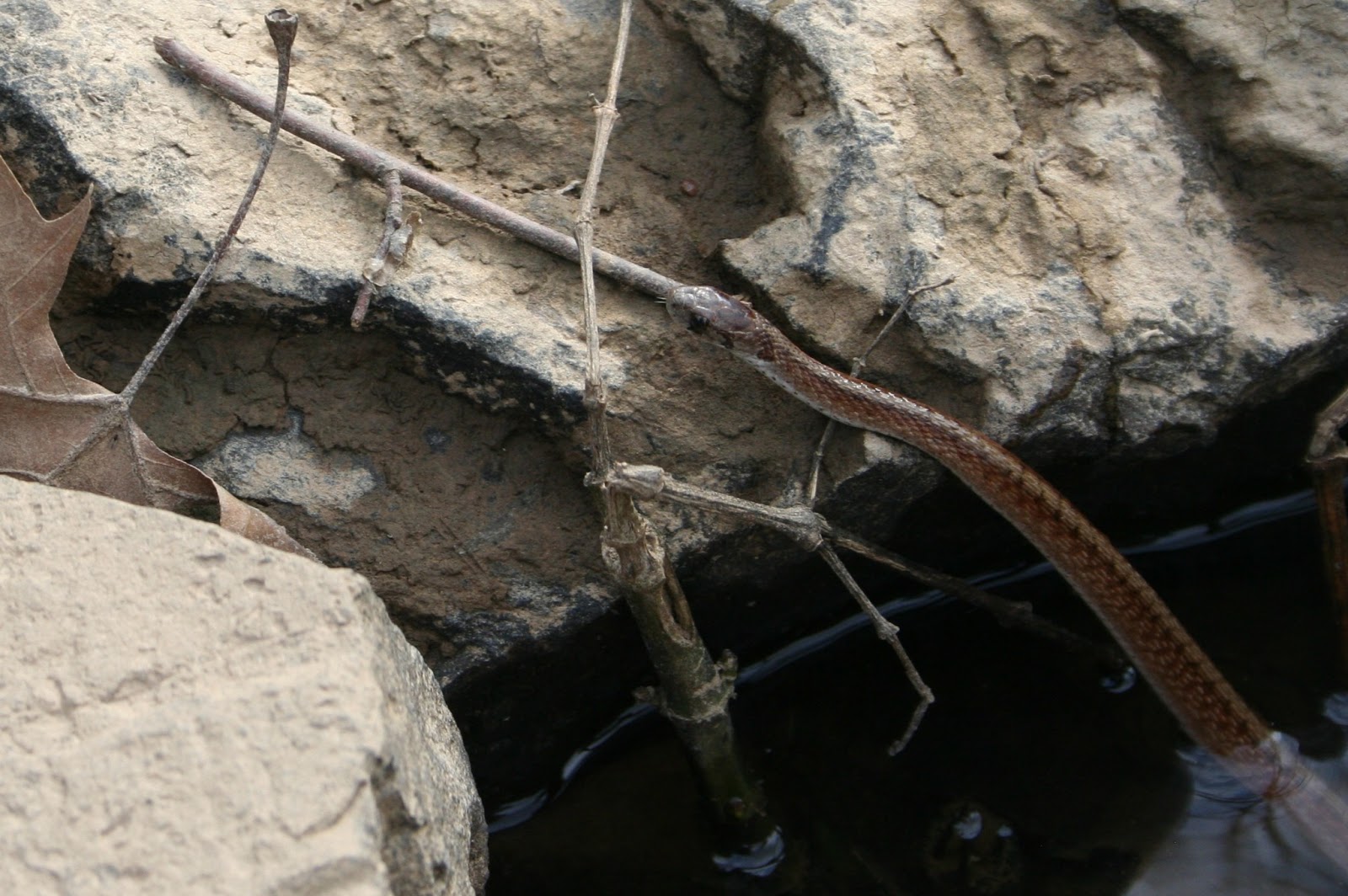 Hoot Owl Karma: Seeds of Spring Along the Eno