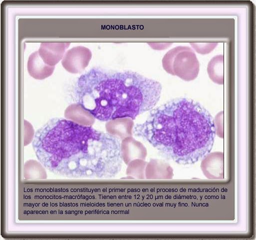 Hematologia: Serie Leucocitaria, Monocito
