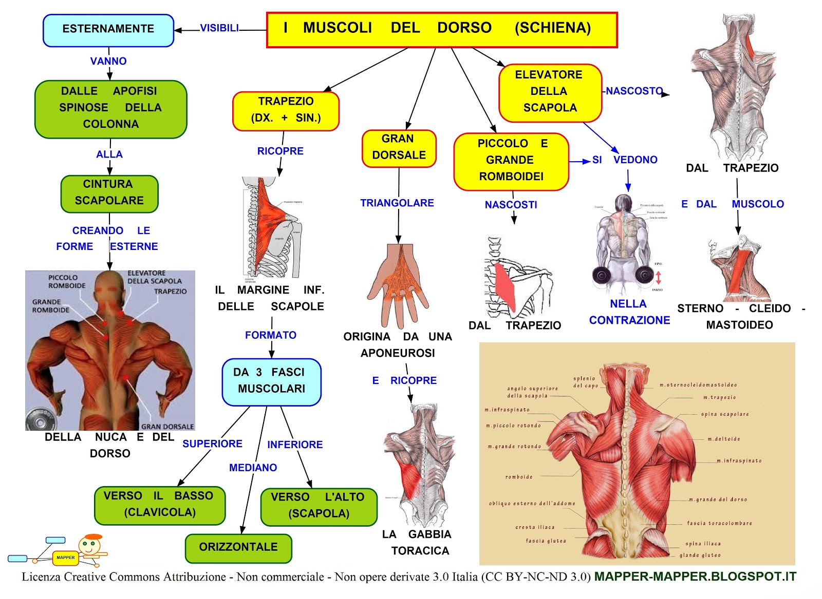 MAPPER 2: MUSCOLI DEL DORSO