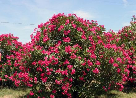 Peces y plantas ornamentales: Nerium oleander - Adelfa
