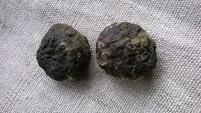 FLEUR DE WAIDE: Coques de Waide