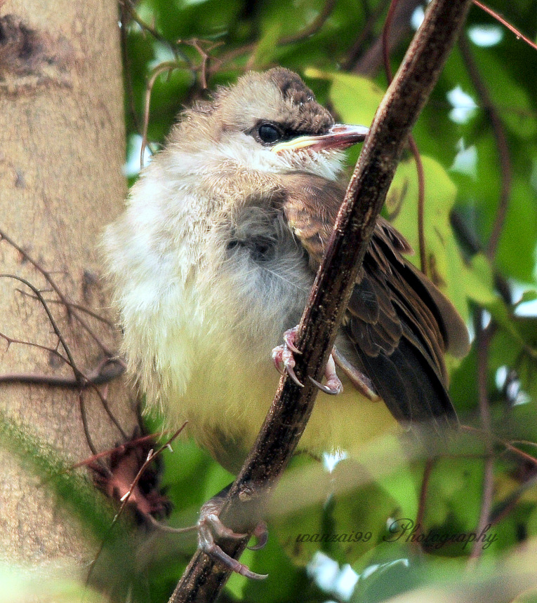 wanzai99 PHOTOGRAPHY: Burung Merbah Kapur