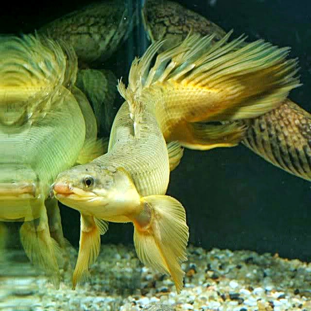 Ikan Palmas - Perumperindo.co.id