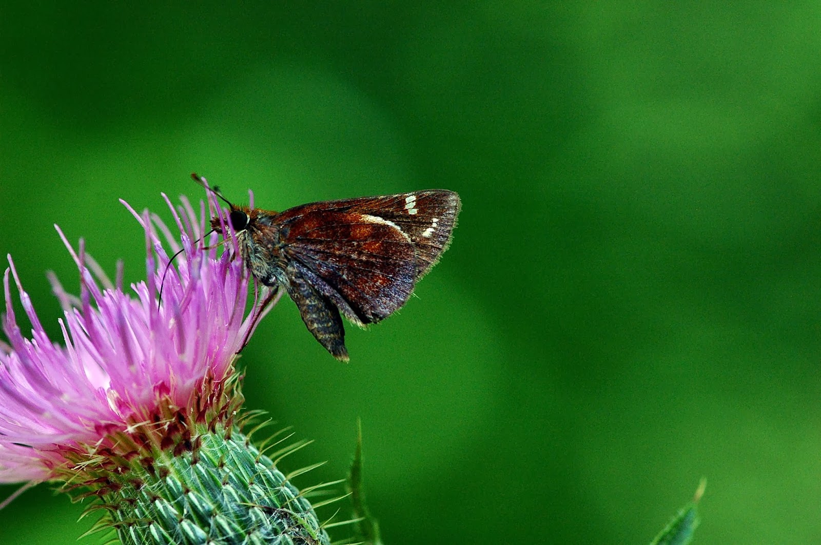 Field Biology in Southeastern Ohio: Skipper Butterflies
