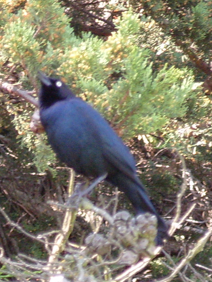 365 Cinderellas: Birds of Berkeley