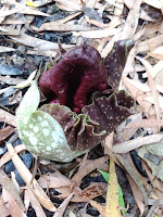 Cooktown Botanic Gardens