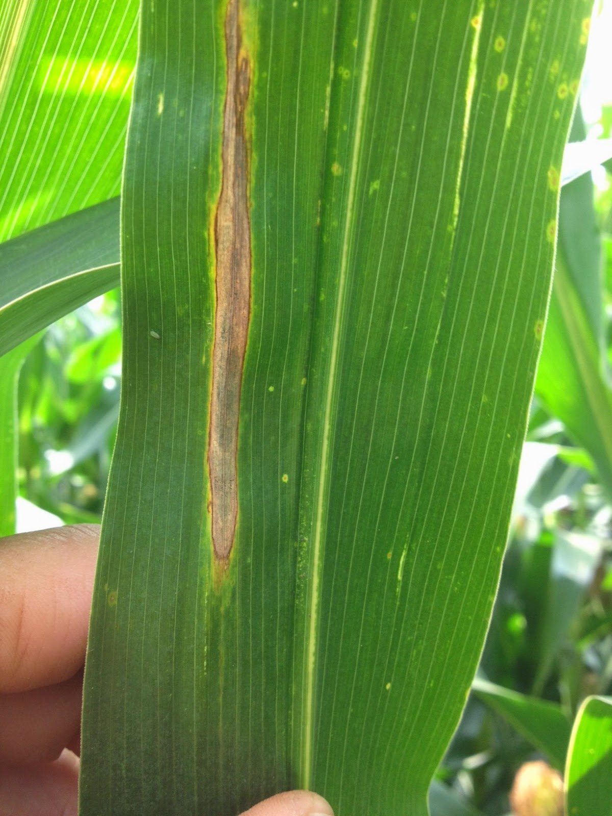 Better Crops by Barker: The Bermuda Triangle