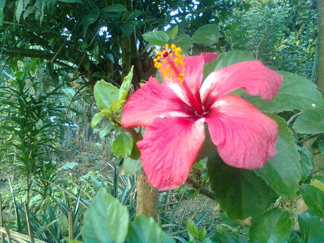 Joba Ful (Hibiscus) ~ Mobile Photography