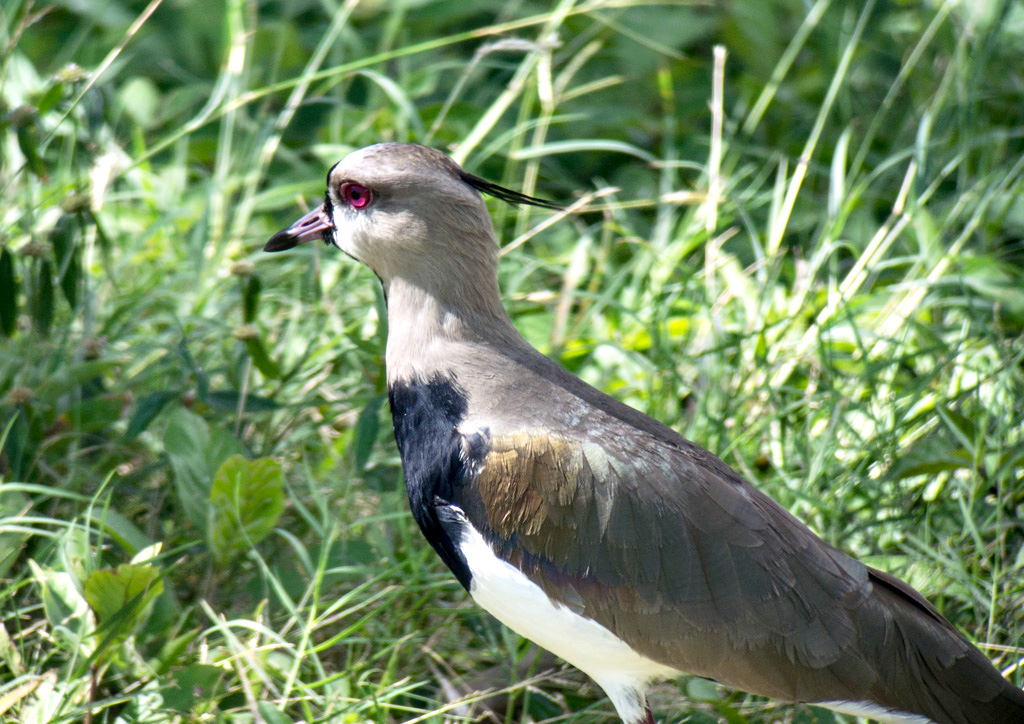 Len's Lens - Confessions of a digiscoper: Trinidad: Southern Lapwing ...