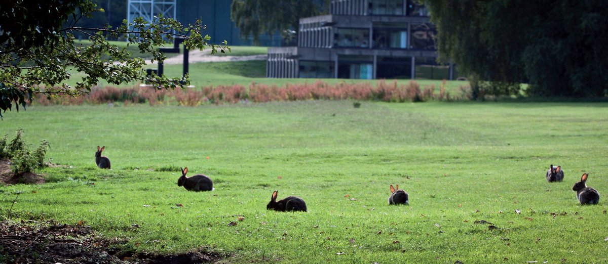 Animals Around Norwich