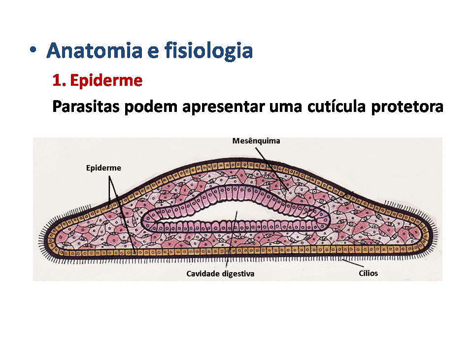 Biologia: Platelmintos