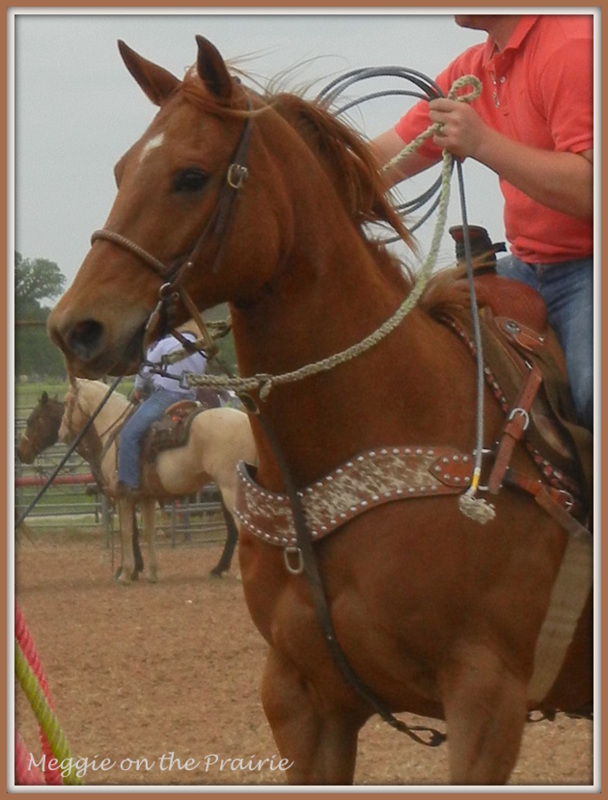 Meggie On The Prairie: Cowboys, Cowgirls, Horses and Team Roping