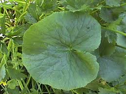 Hoja Reniforme (reniformis) - Botánica integra