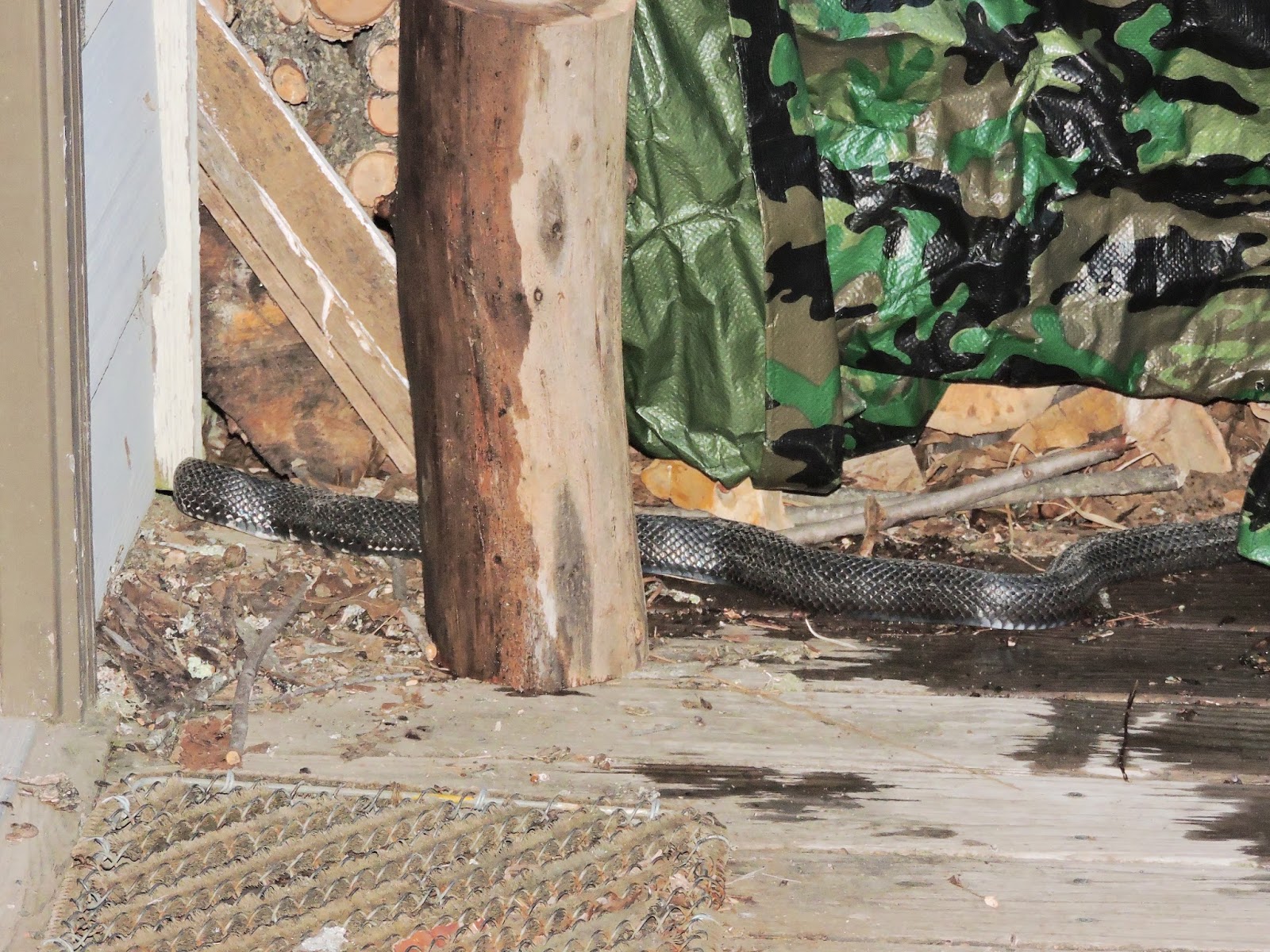 Springfield Plateau: Snake Strike