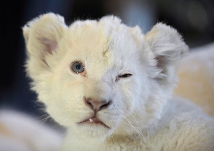 Os animais mais fofos do mundo....: Leão branco