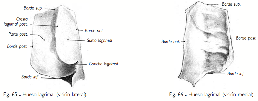 Morfofunción: Cabeza y cuello: Unguis