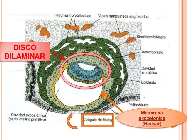 Histo- Embriología: N°3 DESARROLO EMBRIONARIO Y FETAL, FOMACIÓN DEL ...
