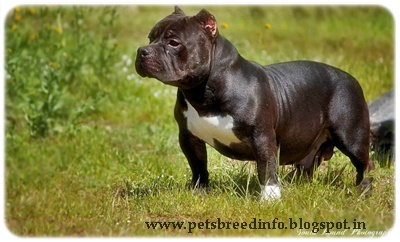 American Bully Dog HD Wallpaper Free Download | All About Dogs