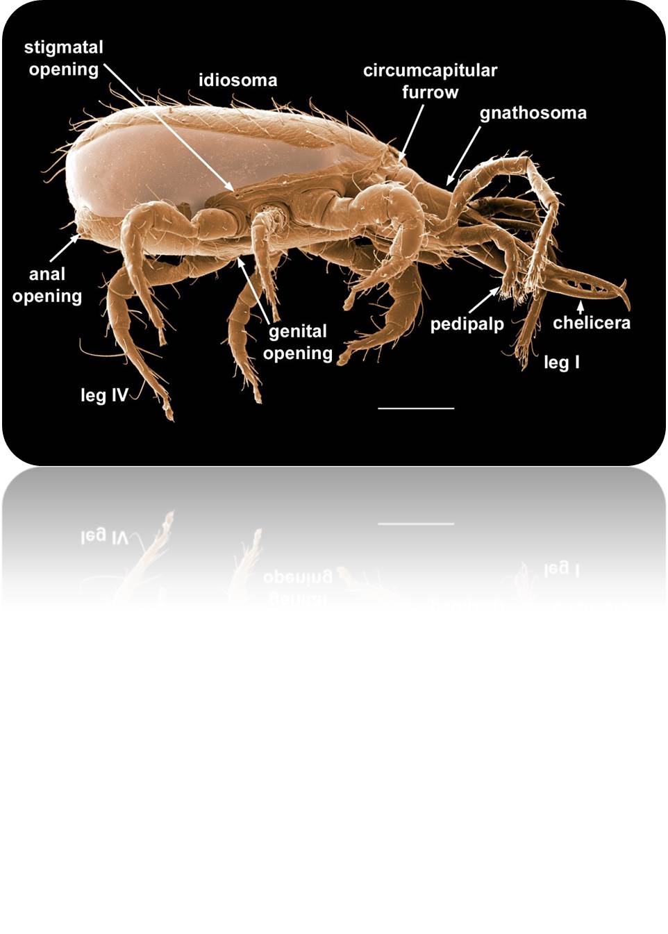 We Learn Together: Penyakit Kulit Skabies