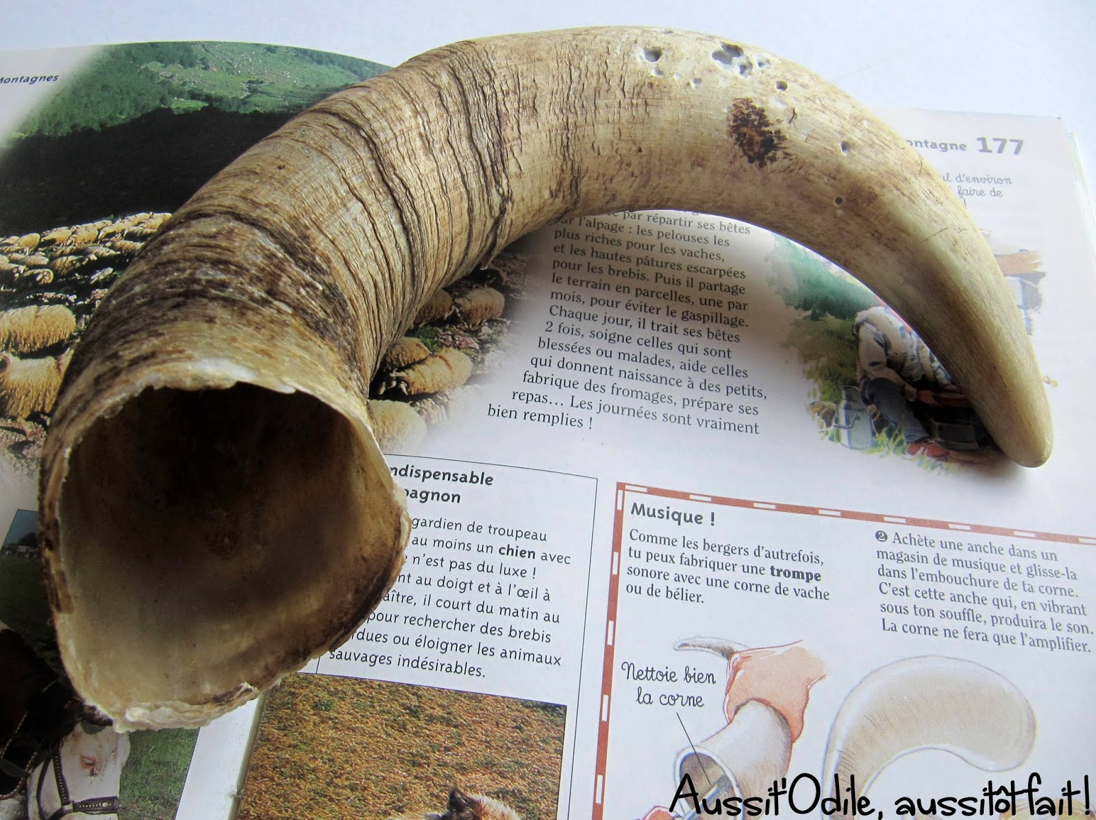 Aussit'Odile, aussitôt fait !: Meeeuuuh