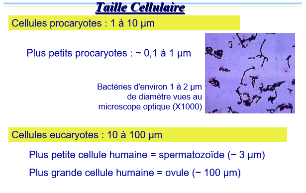 Organisation générale de la cellule | Bio faculté