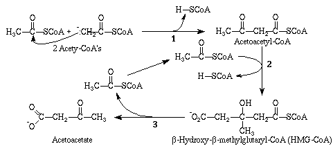 Exercises about Claisen condensation | chemistrystudy