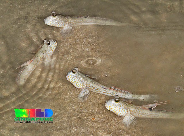 wild shores of singapore: Get your mudskippers identified!