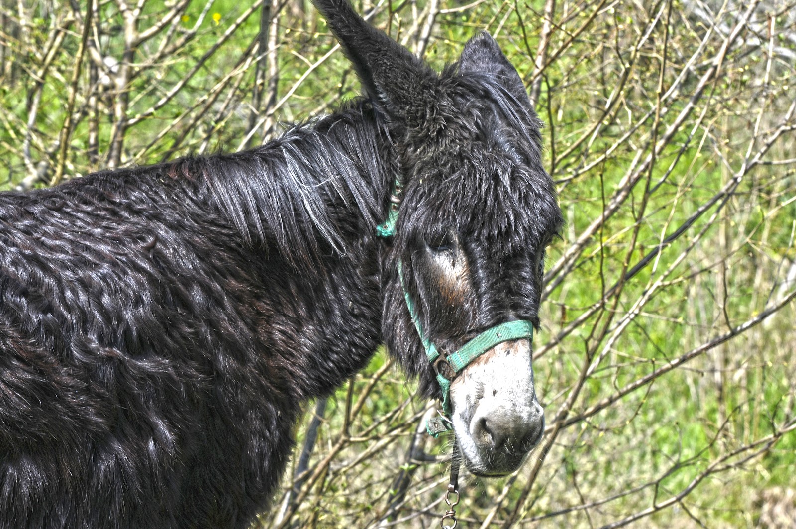 Una escapada por Gordexola: Protected species native donkey Enkarterri